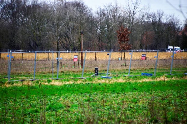 Reeën zoeken een uitweg, maar vluchten kan niet meer+ video - 1037 Reeën zoeken een uitweg, maar vluchten kan niet meer+ video - 1037